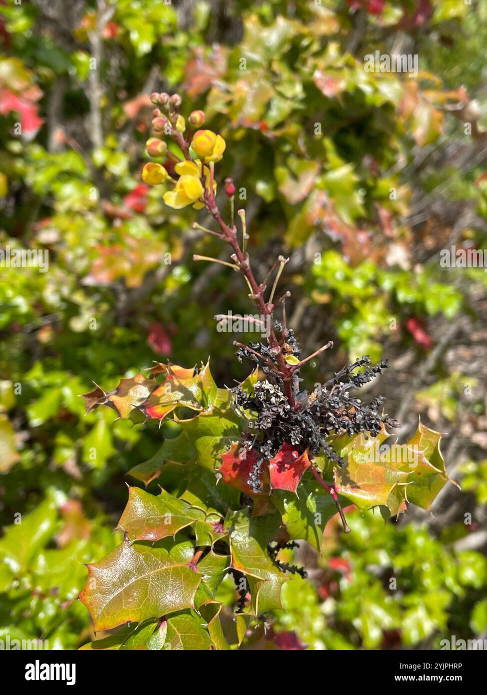 California barberry (Berberis pinnata Stock Photo - Alamy