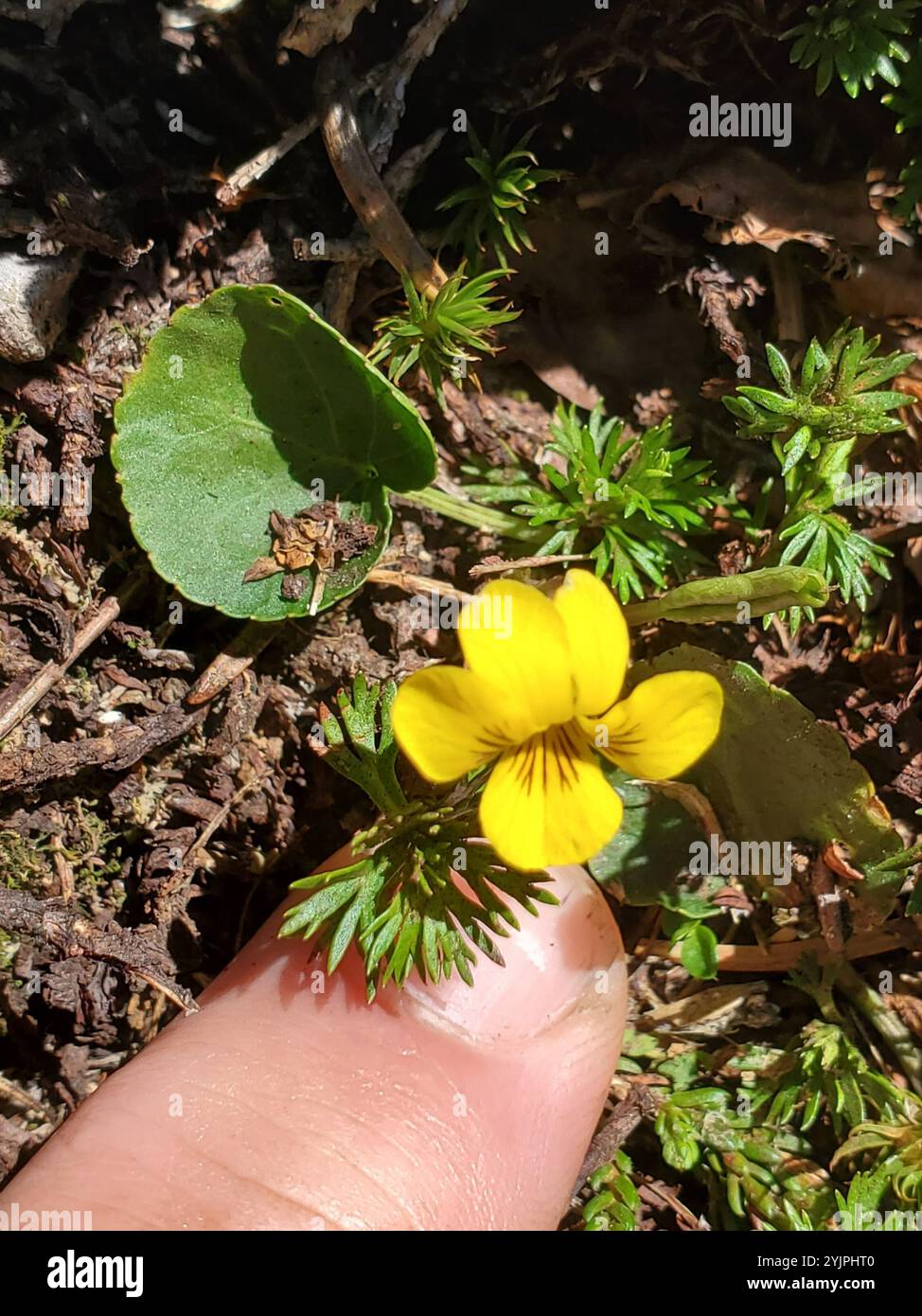western roundleaf violet (Viola orbiculata Stock Photo - Alamy