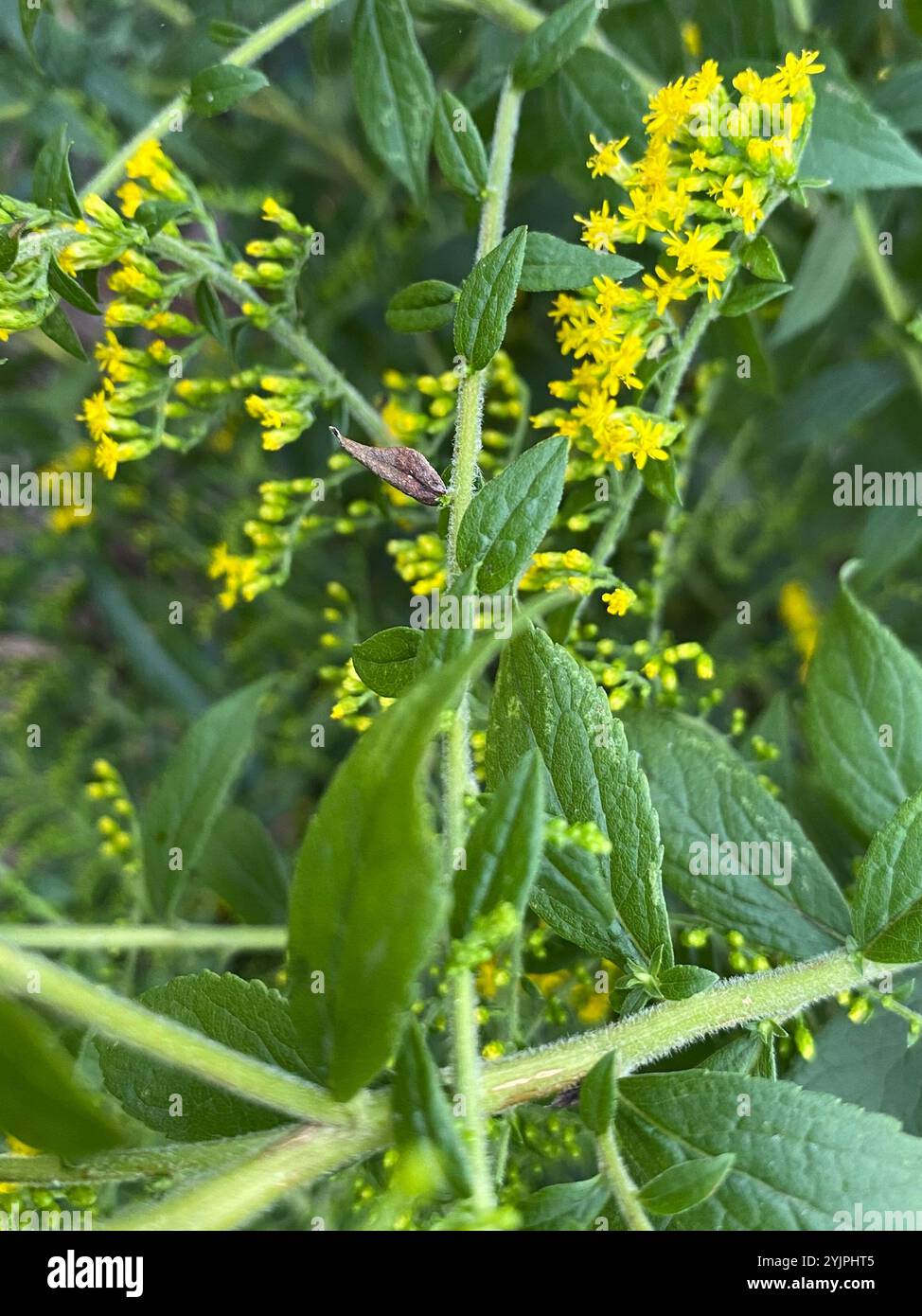 common wrinkle-leaved goldenrod (Solidago rugosa Stock Photo - Alamy