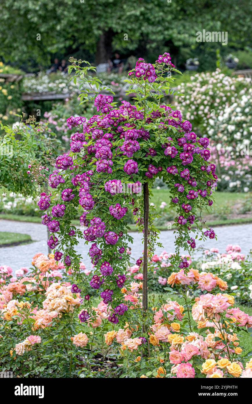 Rambler-Rose, Rosa PERENNIAL BLUE, Rambler rose, Rosa PERENNIAL BLUE ...