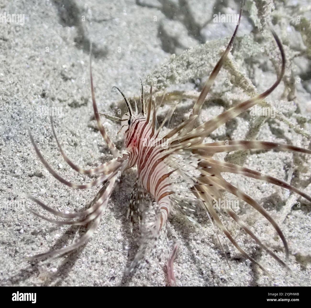 Indian Lionfish (Pterois miles Stock Photo - Alamy