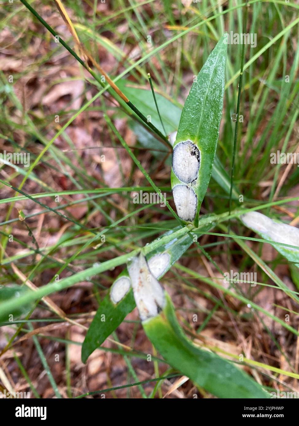 Carbonifera goldenrod gall midge (Asteromyia carbonifera Stock Photo ...