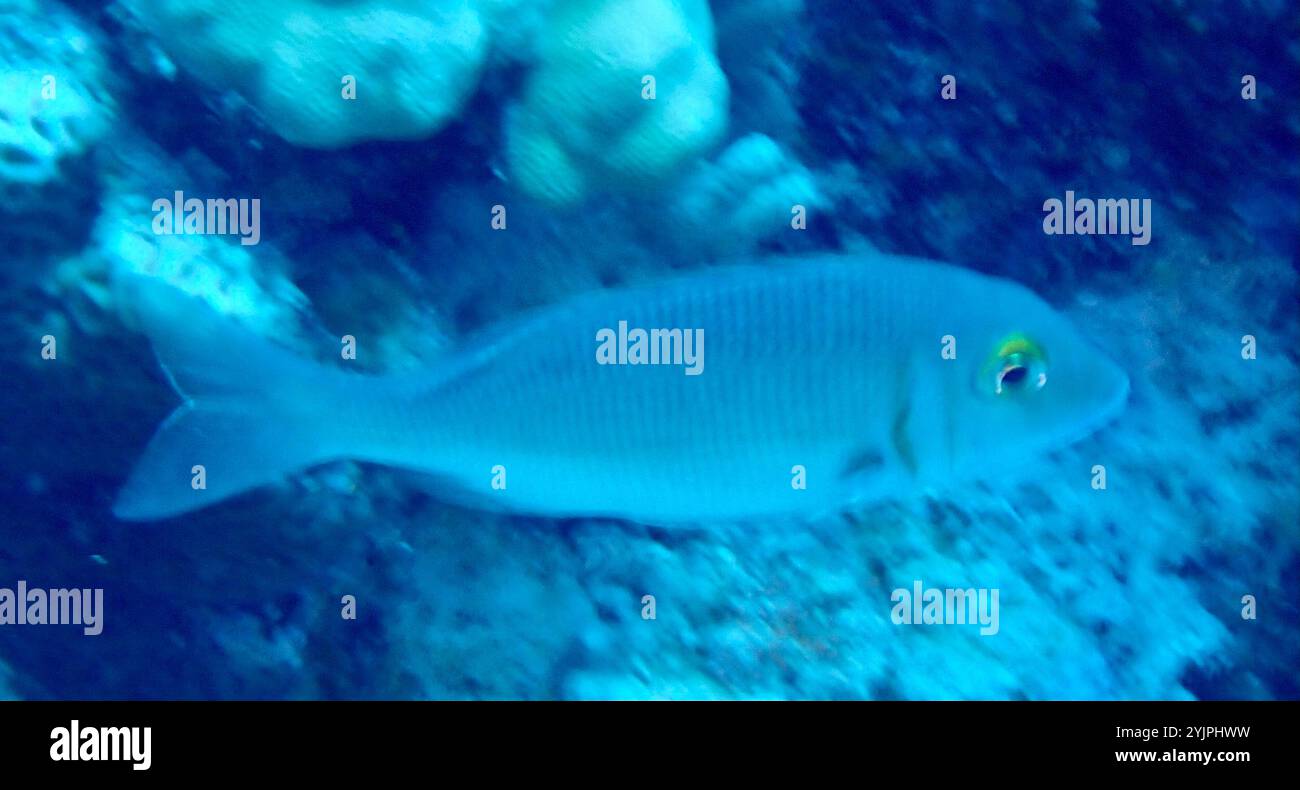 Snubnose Emperor Bream (Lethrinus borbonicus Stock Photo - Alamy