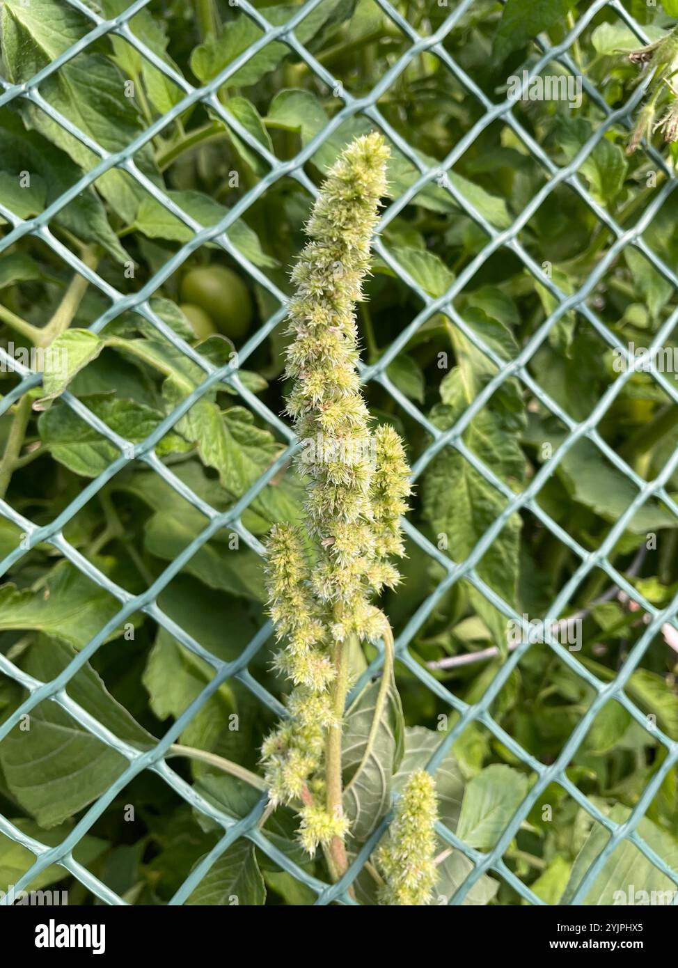 Redroot Amaranth (Amaranthus retroflexus Stock Photo - Alamy