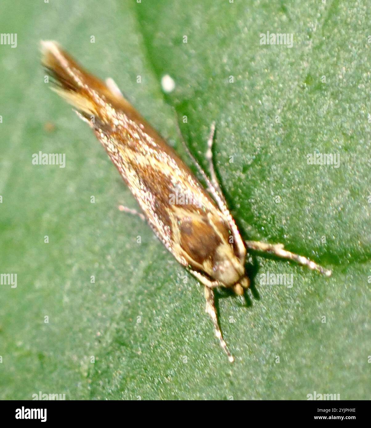 Italian Tubic (Metalampra italica Stock Photo - Alamy