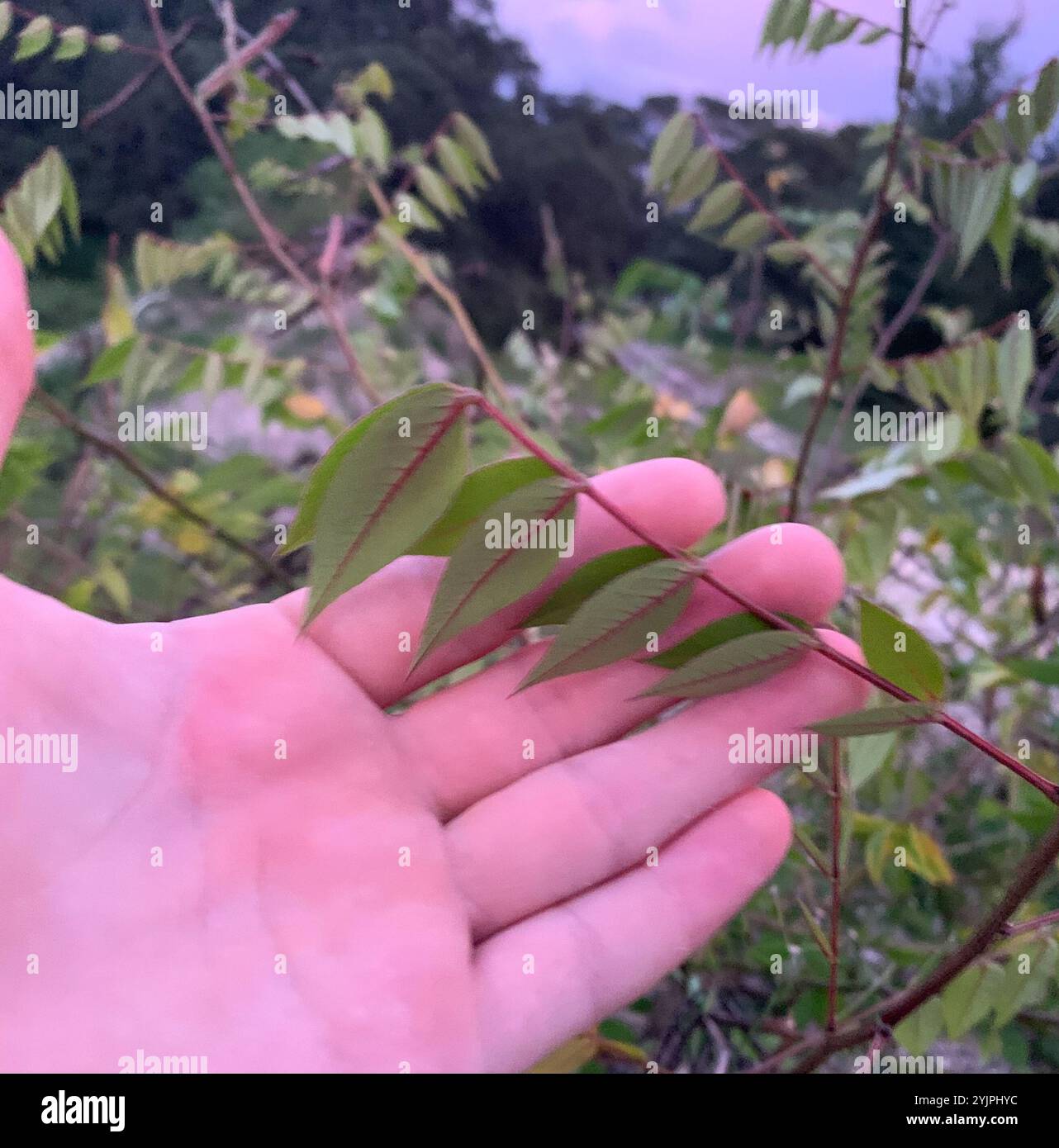 Coffee Senna (Senna occidentalis Stock Photo - Alamy