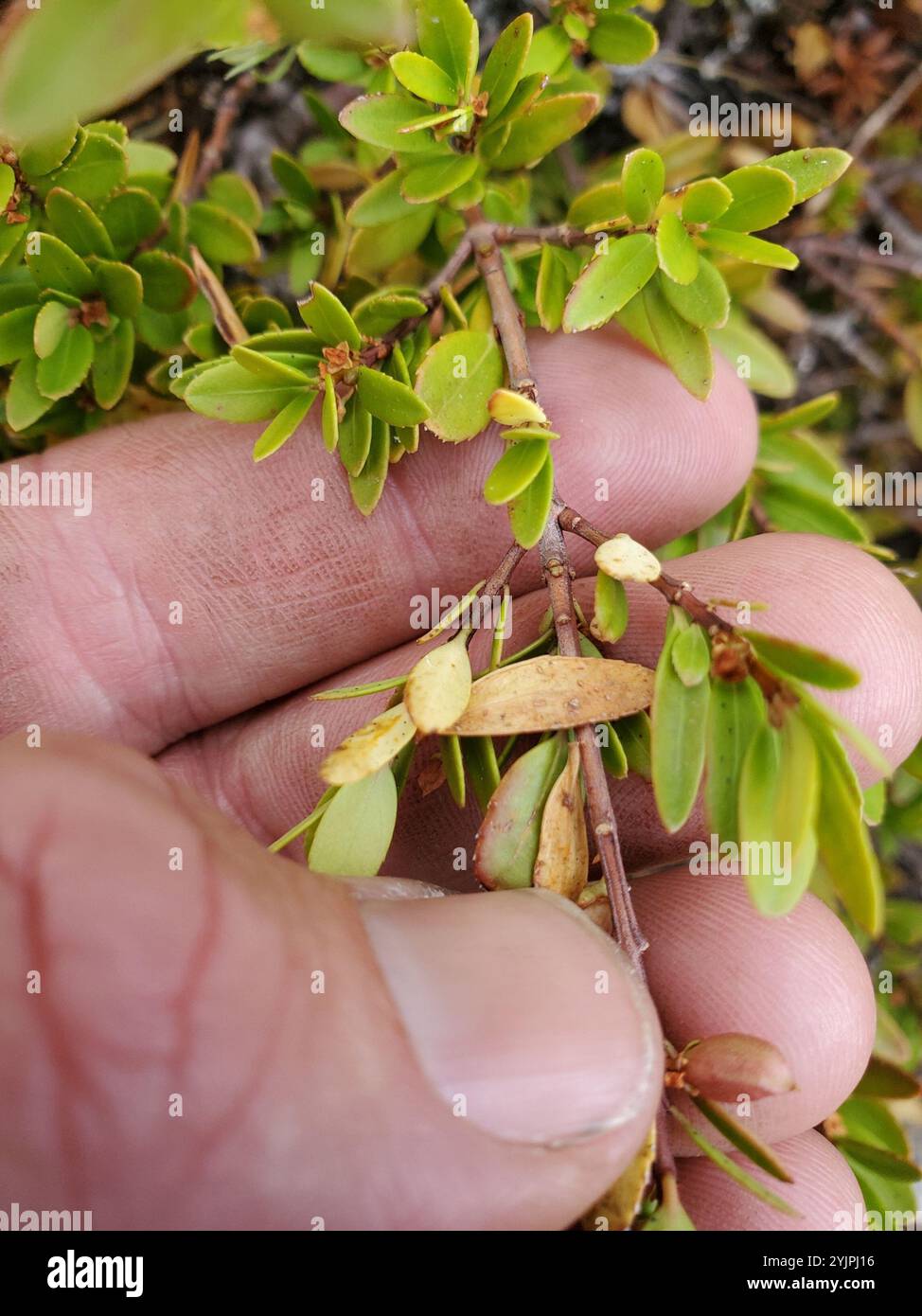 Oregon Boxwood (Paxistima myrsinites Stock Photo - Alamy