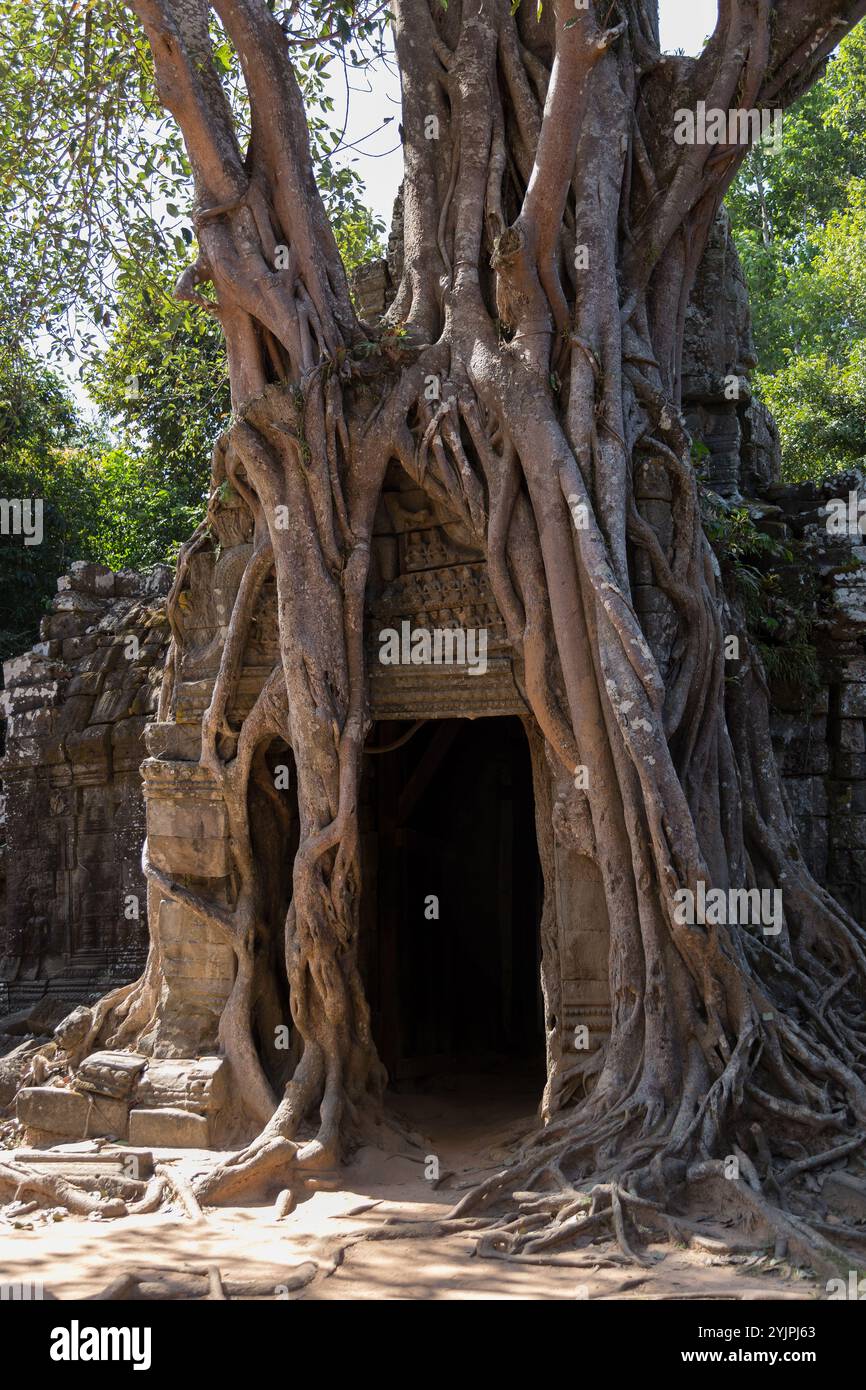 Ta Prohm, Angkor Wat, Cambodia, trees engulfing the temple structures ...