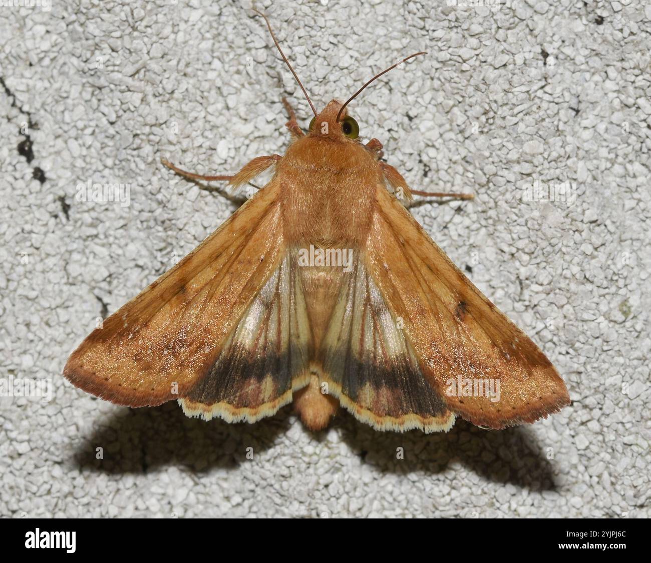 Corn Earworm Moth (Helicoverpa zea Stock Photo - Alamy