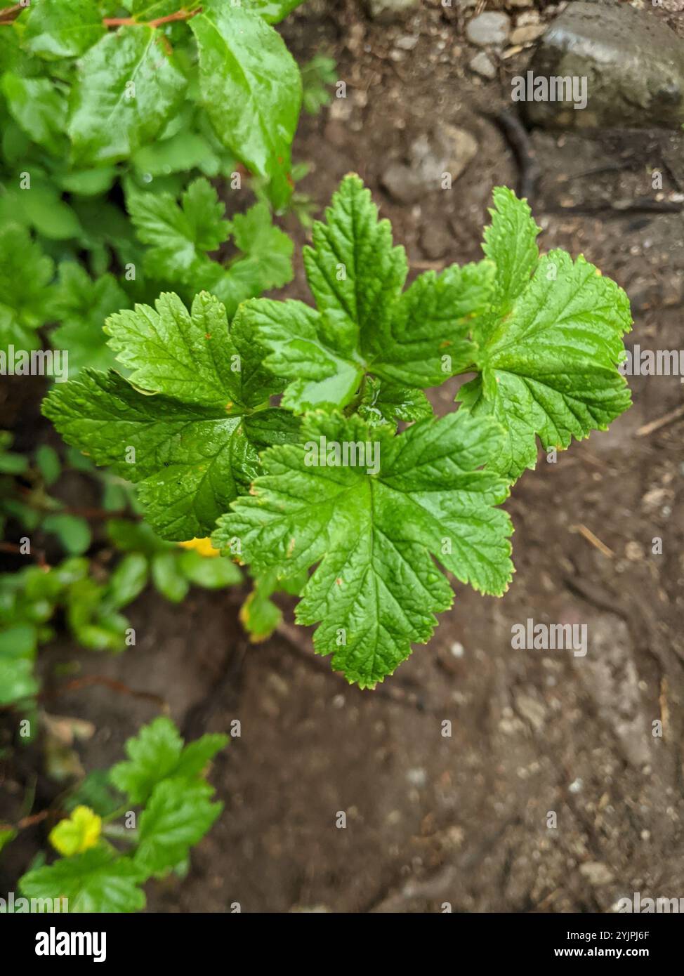 sticky currant (Ribes viscosissimum Stock Photo - Alamy