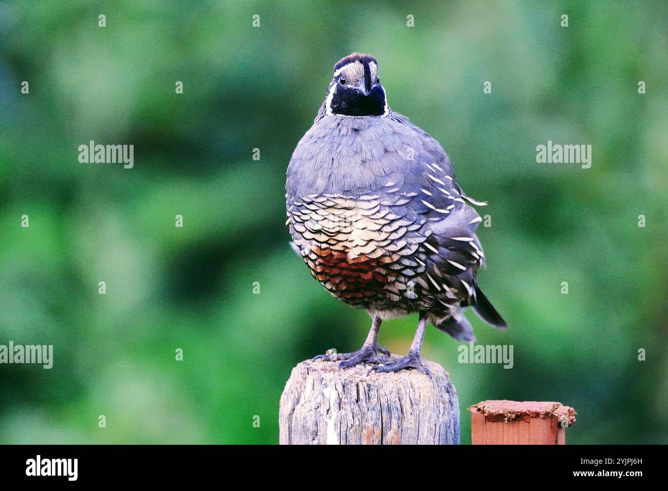 California Quail (Callipepla californica Stock Photo - Alamy