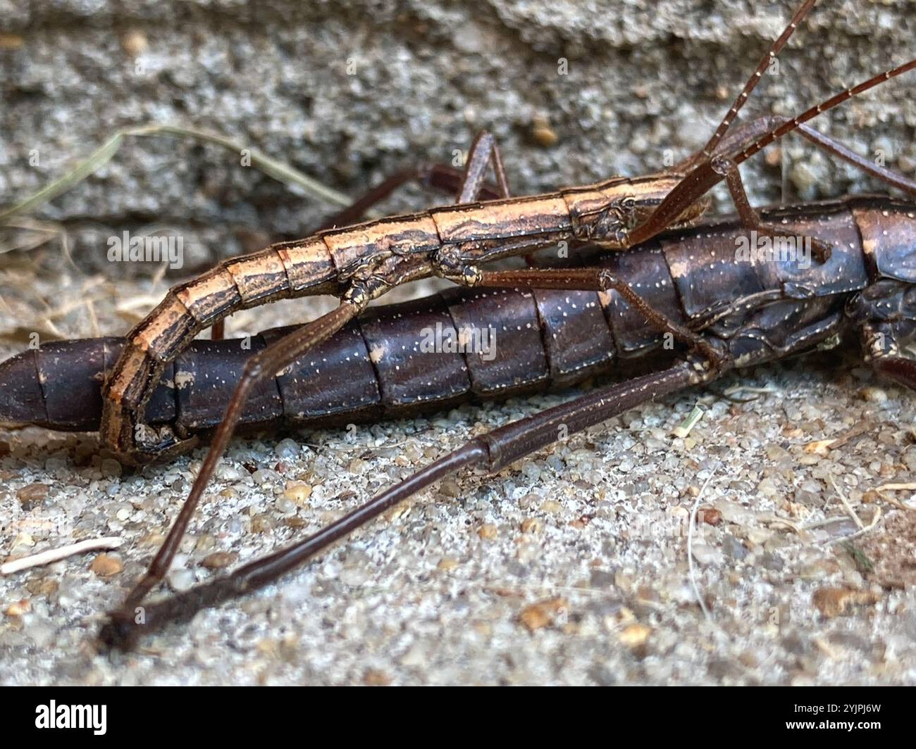 Southern Two-striped Walkingstick (Anisomorpha buprestoides Stock Photo ...