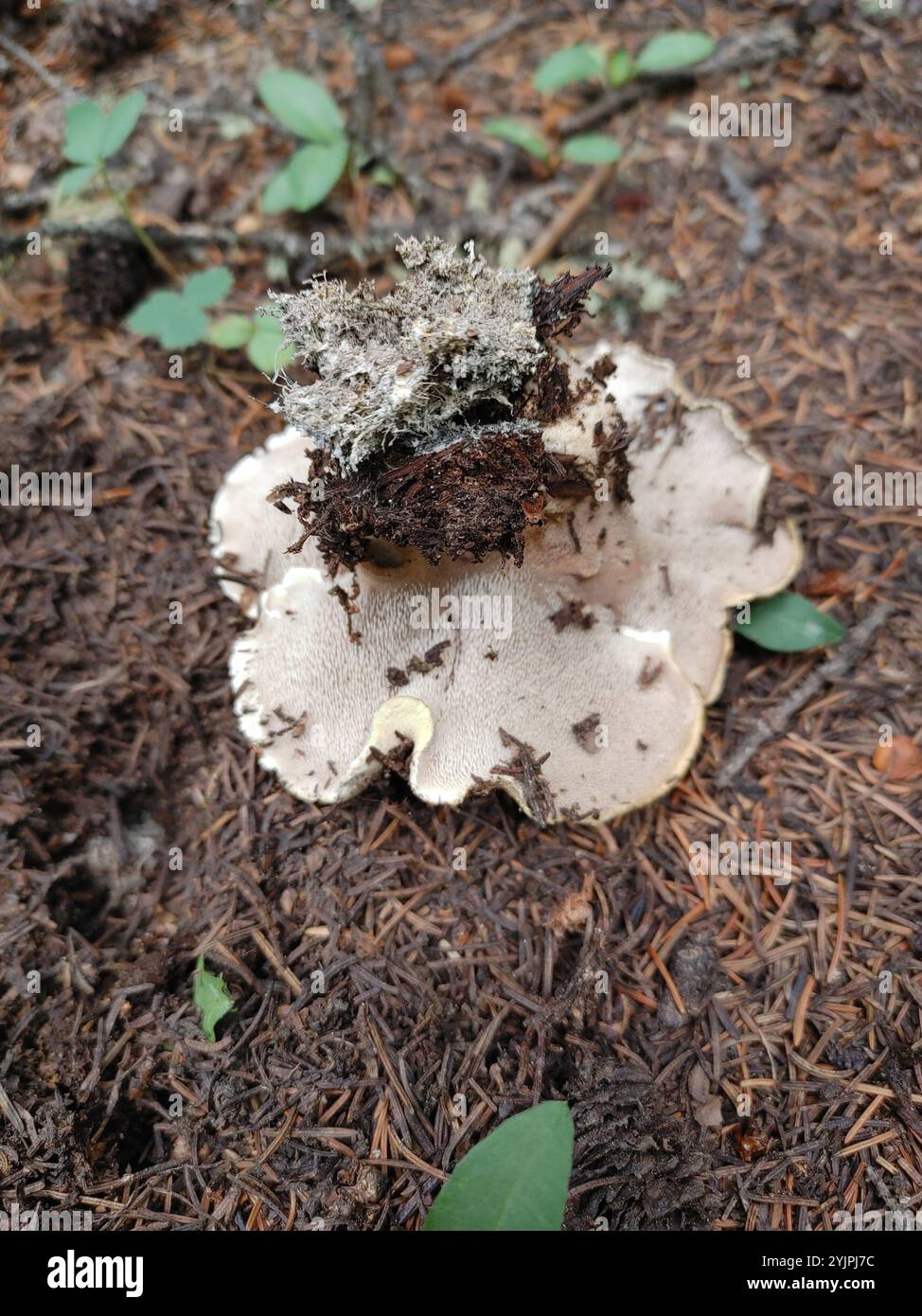 shingled hedgehog (Sarcodon imbricatus Stock Photo - Alamy
