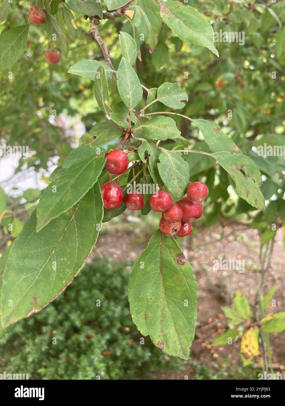 Siberian crabapple (Malus baccata Stock Photo - Alamy