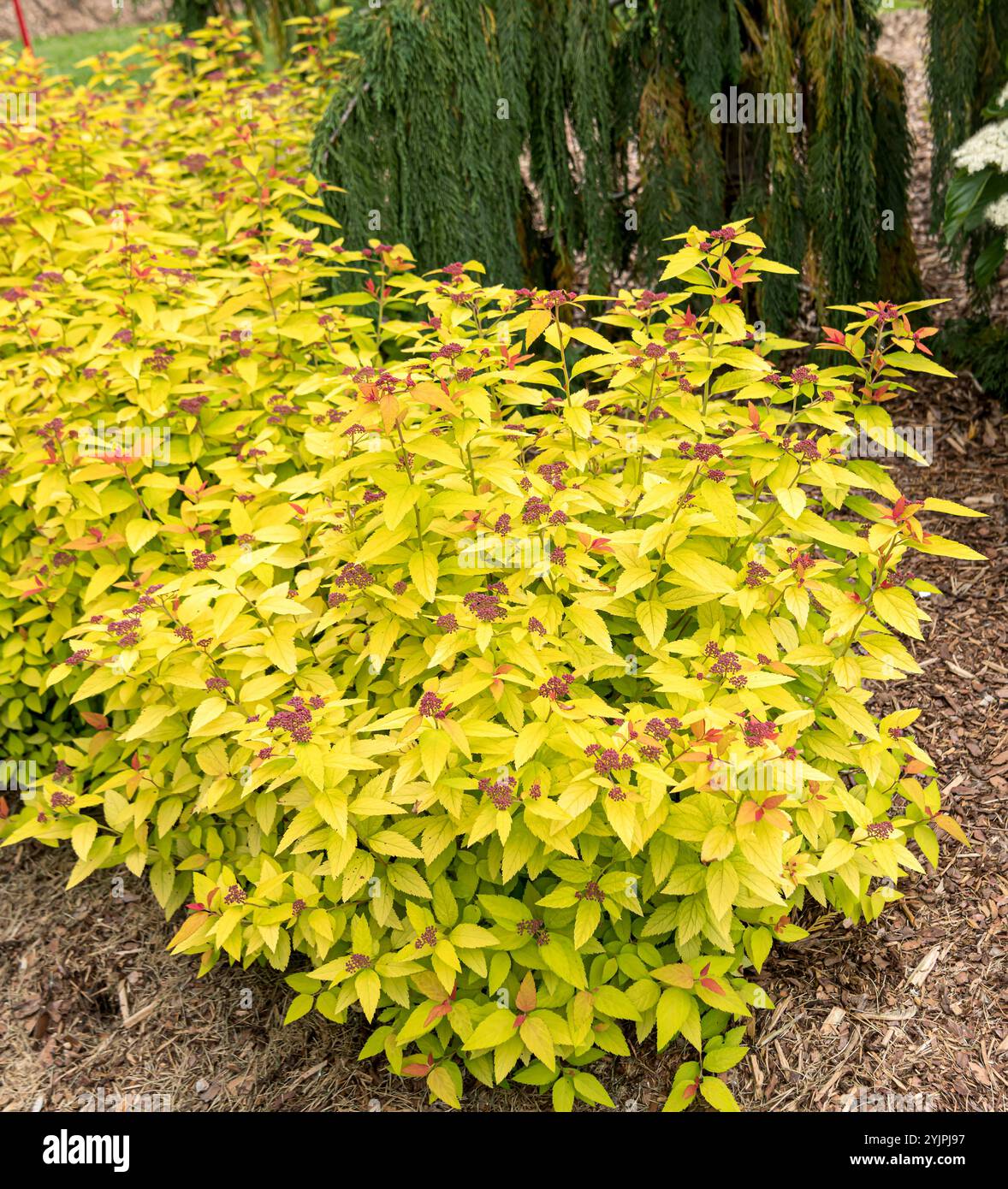 Sommerspiere, Spiraea japonica DOUBLE PLAY CANDY CORN, Summer spar ...