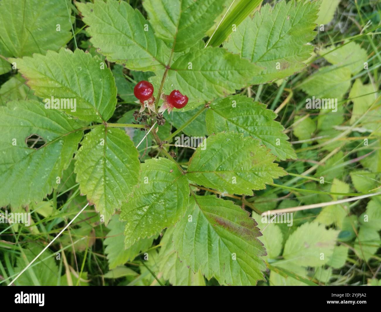 Stone Bramble (Rubus saxatilis Stock Photo - Alamy