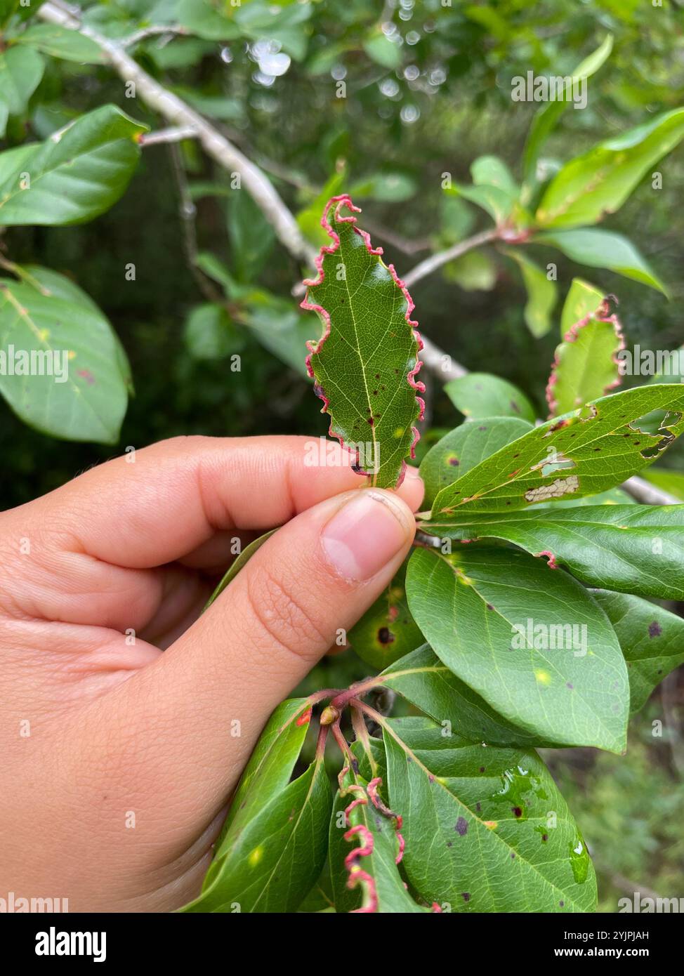 Tupelo leaf edge gall mite (Aceria dina Stock Photo - Alamy