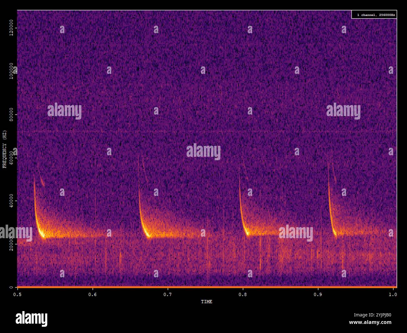 Common Noctule (Nyctalus noctula Stock Photo - Alamy