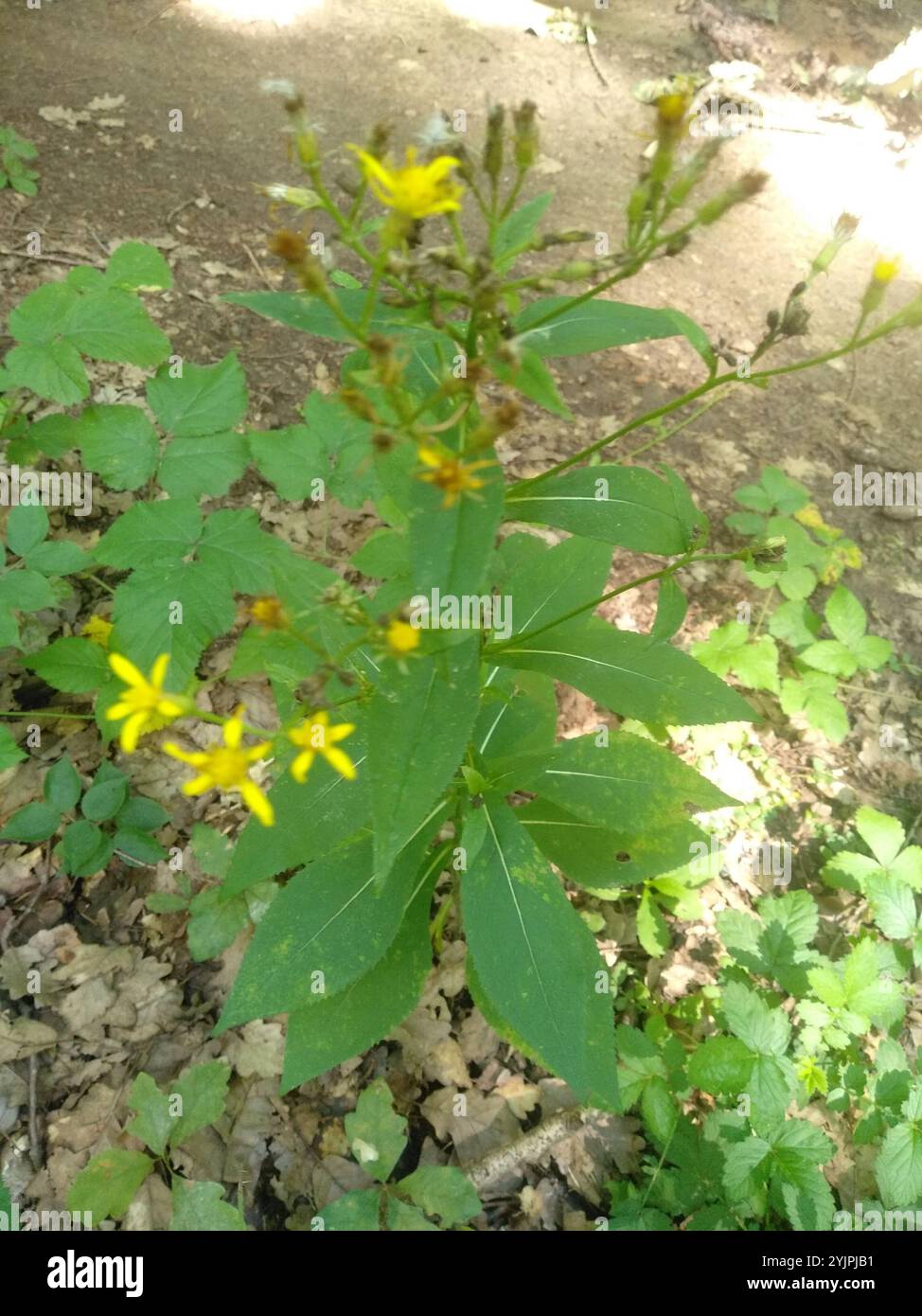 Alpine Ragwort Complex (Senecio nemorensis Stock Photo - Alamy