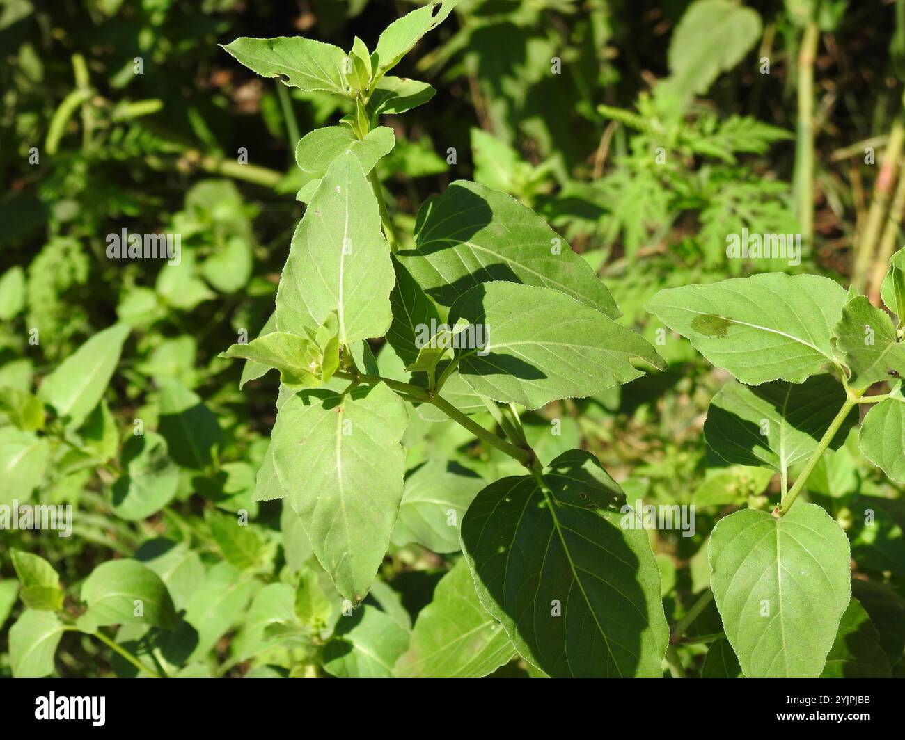 Wild Four o'Clock (Mirabilis nyctaginea Stock Photo - Alamy