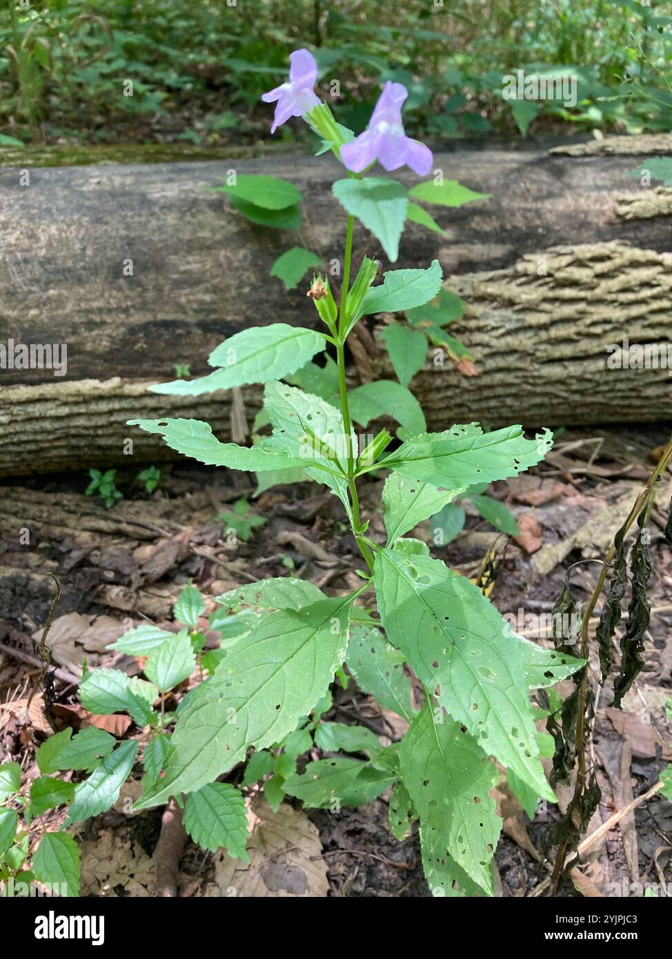 sharpwing monkeyflower (Mimulus alatus Stock Photo - Alamy