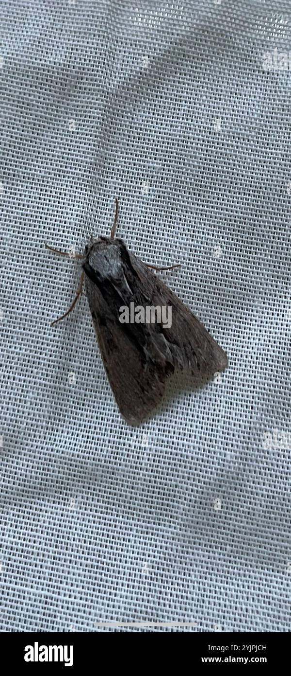 Common Hyppa Moth (Hyppa xylinoides Stock Photo - Alamy