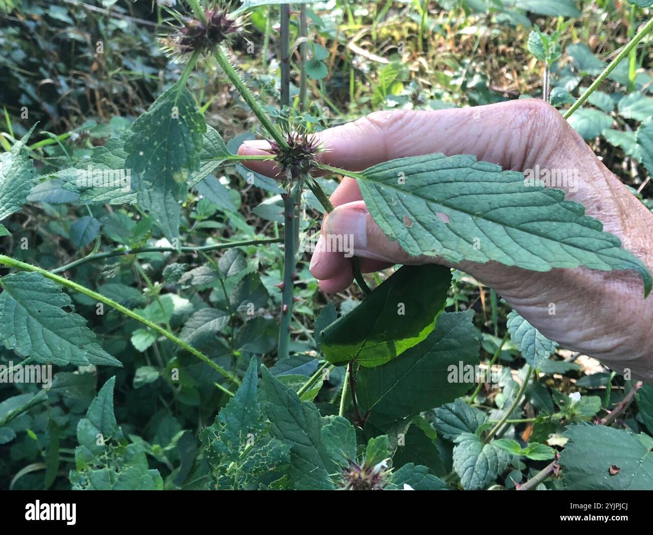 Common hemp-nettle (Galeopsis tetrahit Stock Photo - Alamy