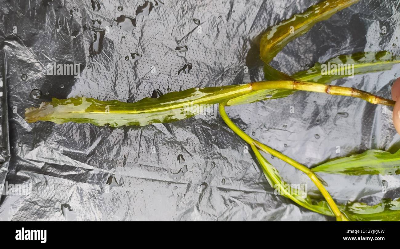 Northern Pondweed (Potamogeton alpinus Stock Photo - Alamy