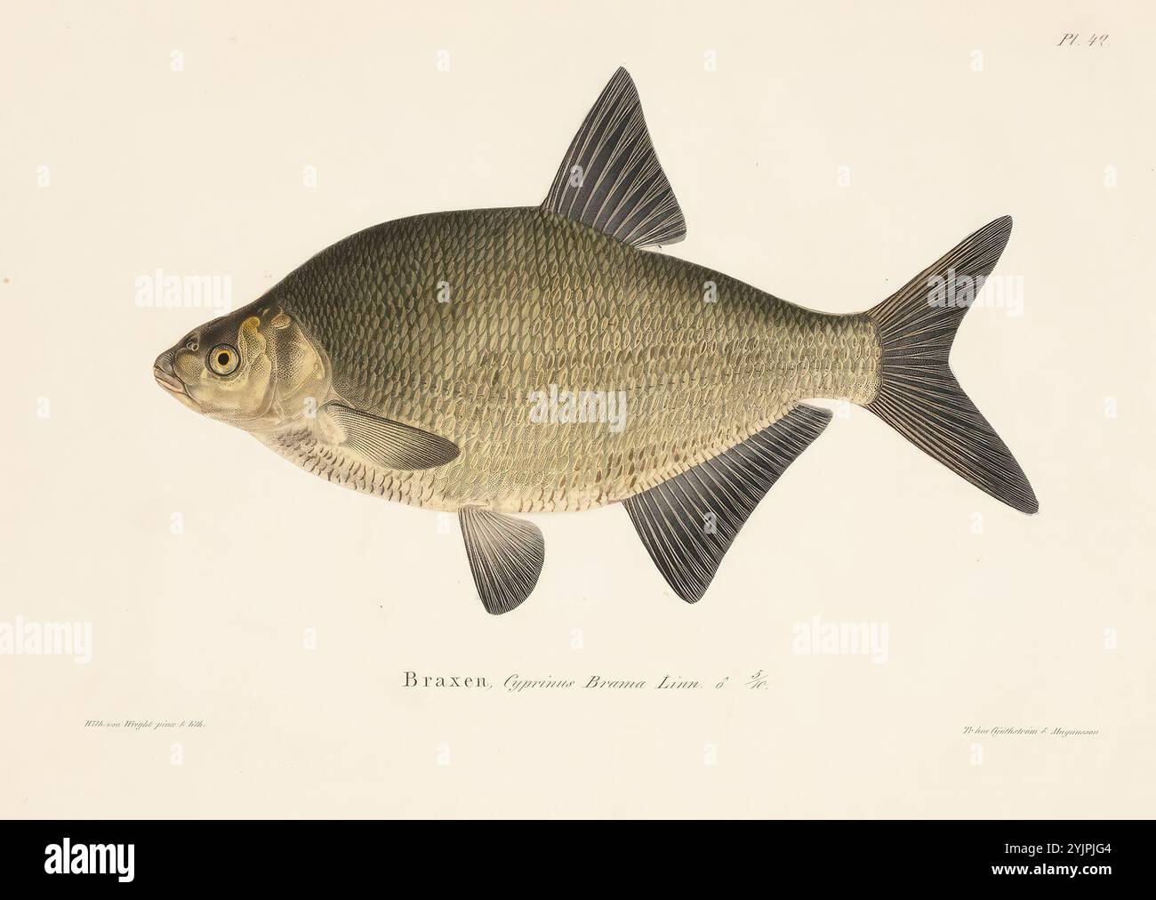 Wright, Wilhelm von, work name: Bream, koiras, 1836 - 1857, lithography ...