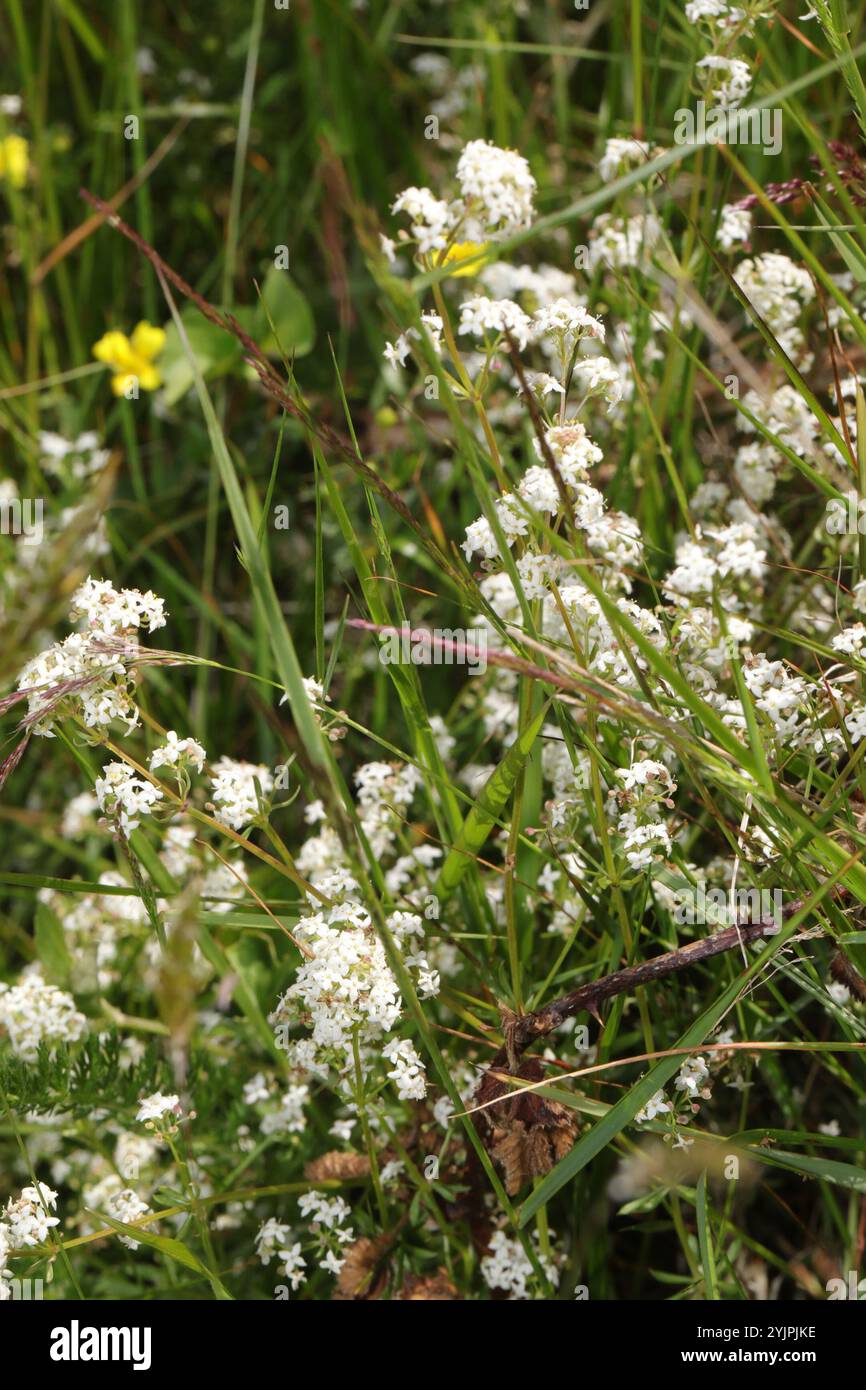 Heath Bedstraw (Galium saxatile Stock Photo - Alamy