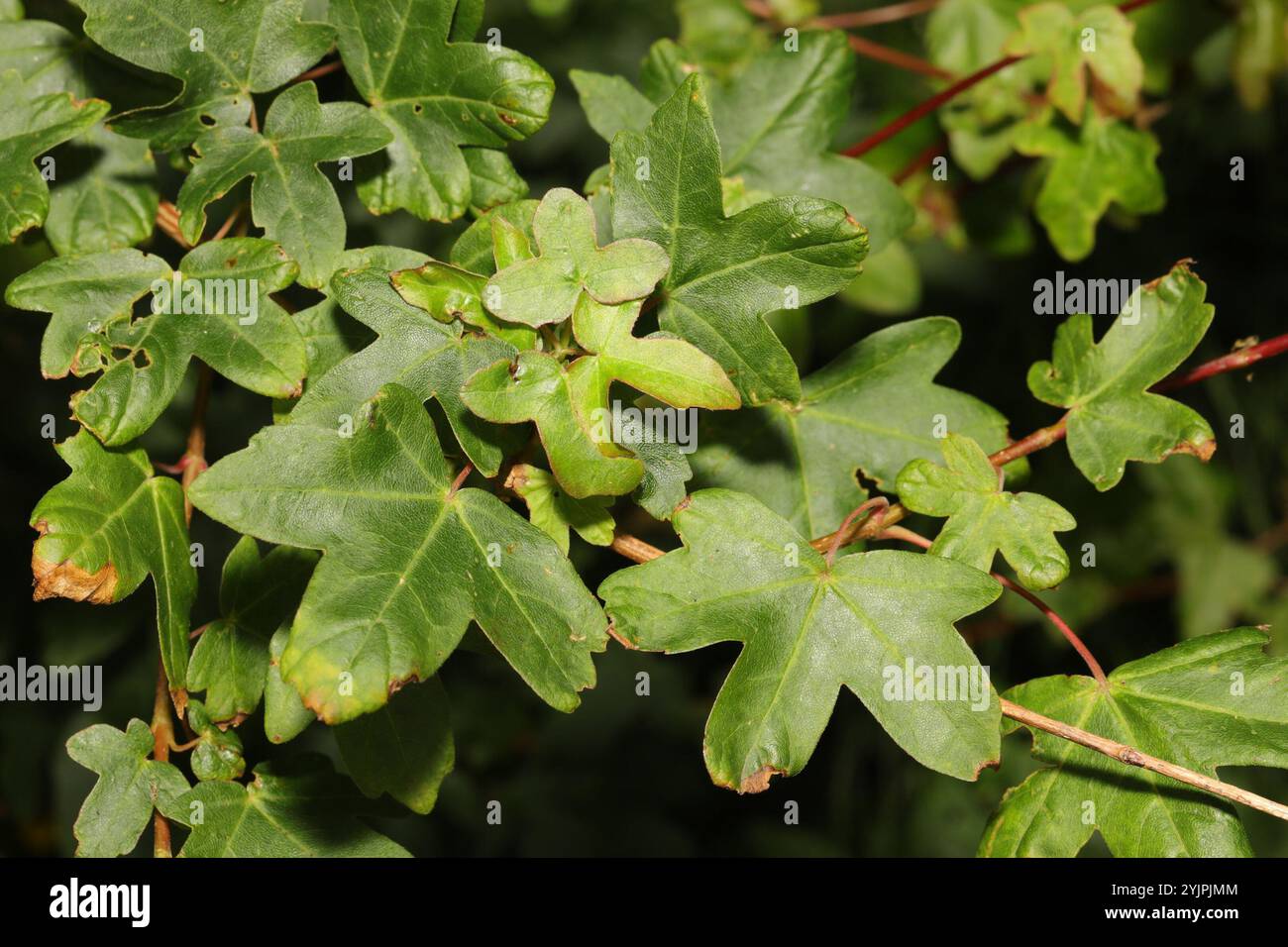 field maple (Acer campestre Stock Photo - Alamy