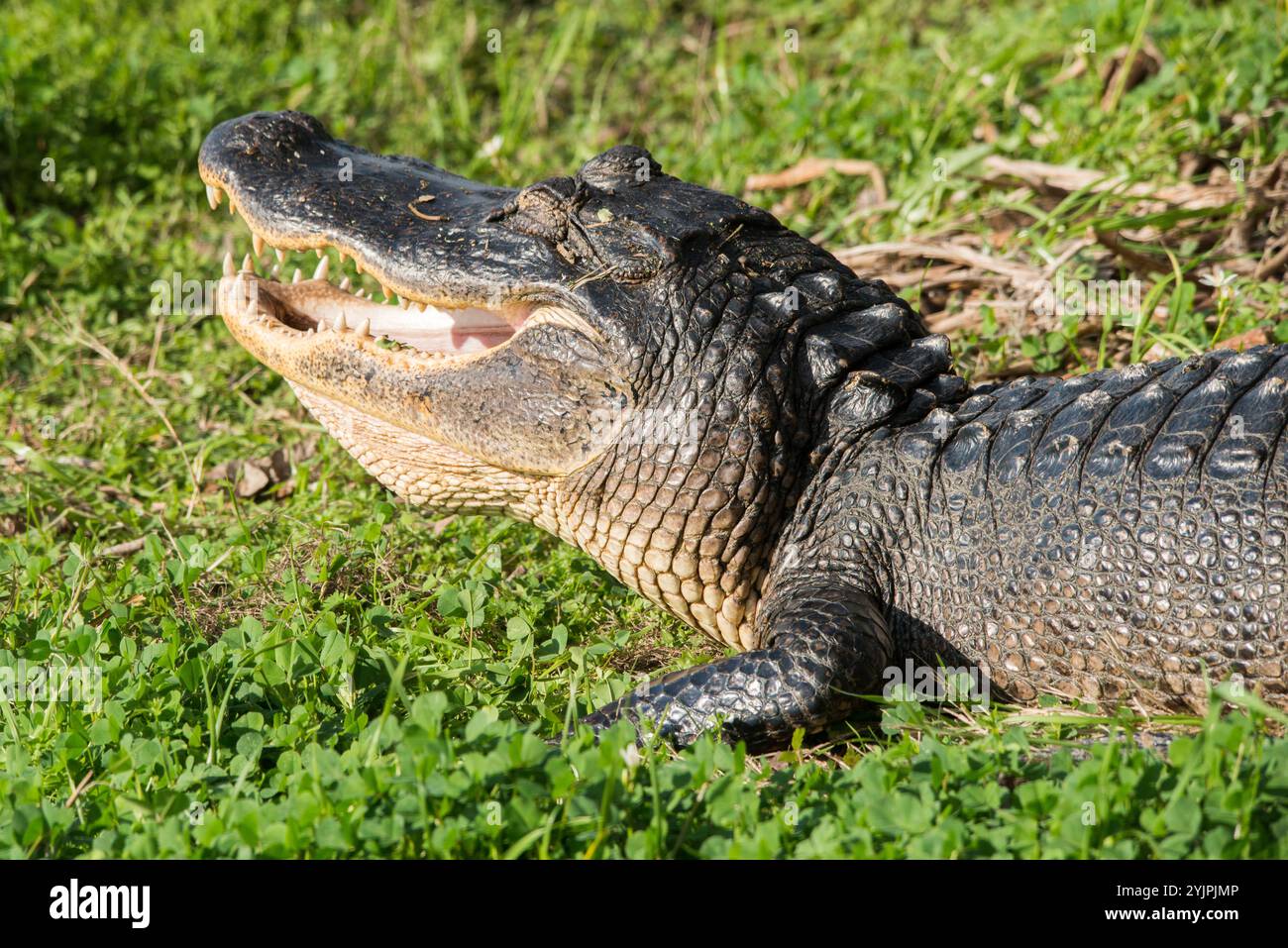 American Alligator at Brazos Bend State Park, Texas Stock Photo - Alamy