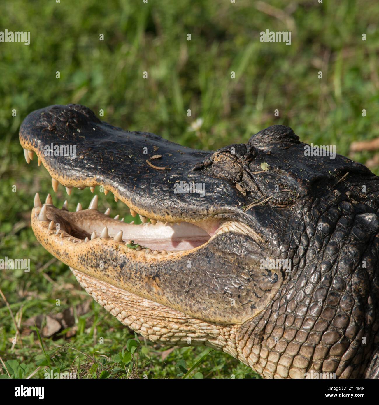 American Alligator at Brazos Bend State Park, Texas Stock Photo - Alamy