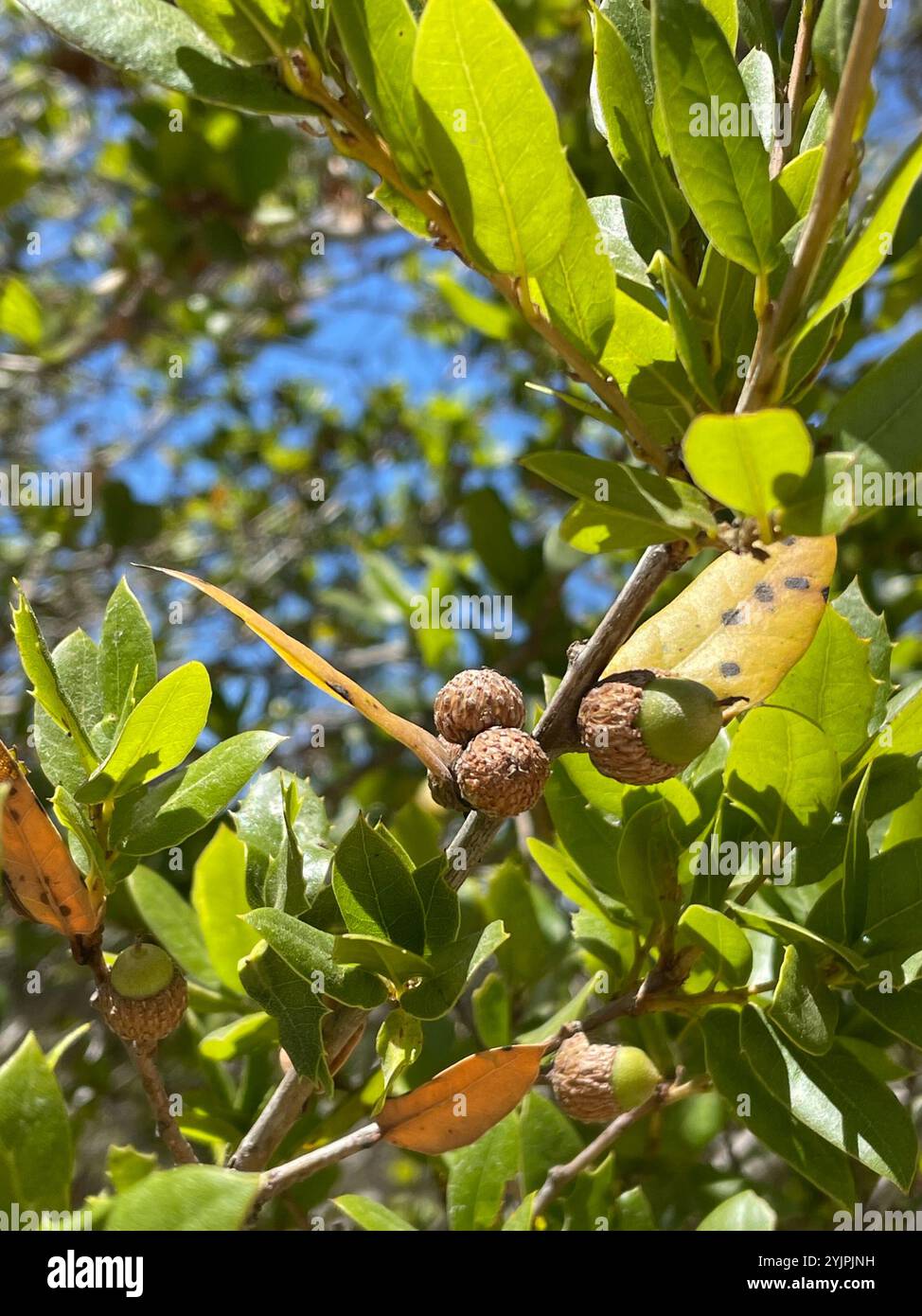 interior live oak (Quercus wislizeni Stock Photo - Alamy