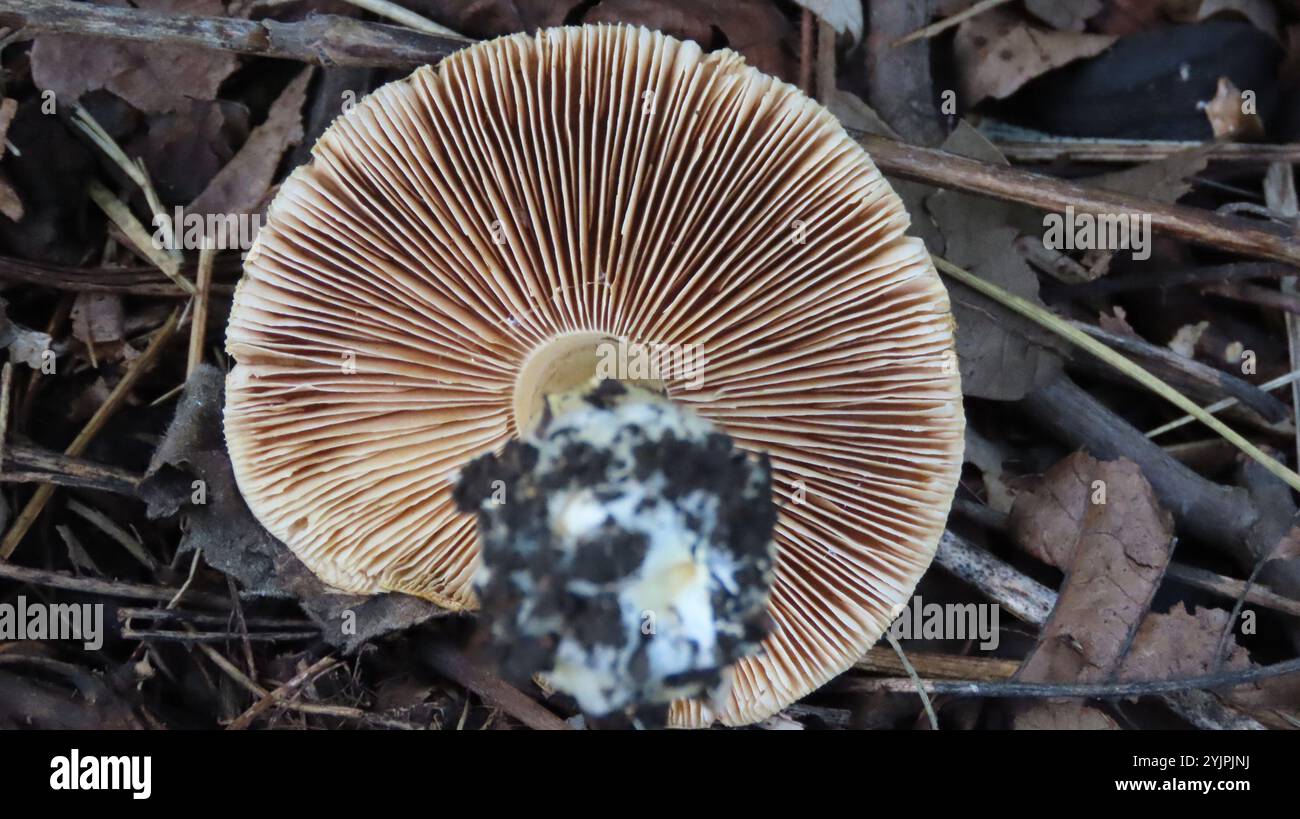 Pale Brittlestem (Candolleomyces candolleanus Stock Photo - Alamy