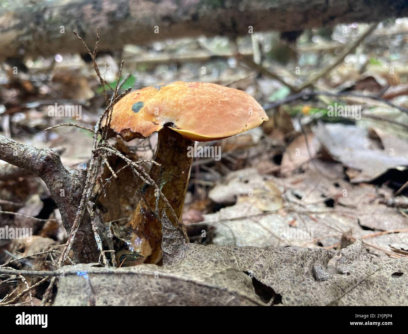 Red-mouth Bolete (Neoboletus subvelutipes Stock Photo - Alamy