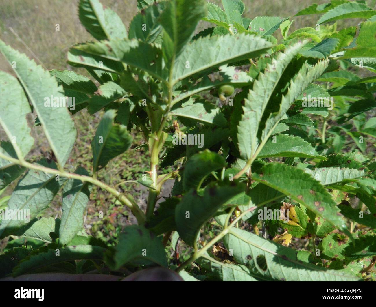 Russian rose (Rosa glabrifolia Stock Photo - Alamy