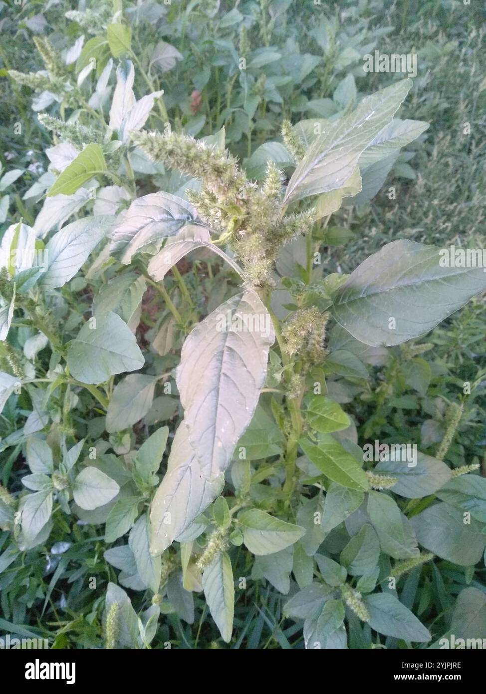 Redroot Amaranth (Amaranthus retroflexus Stock Photo - Alamy