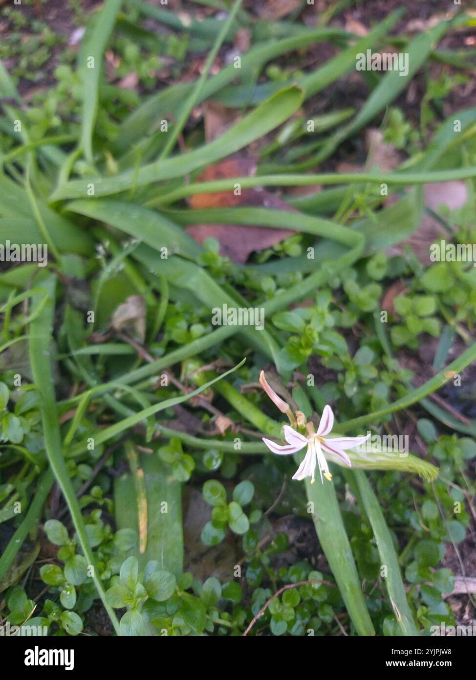 Common Capespinach (Trachyandra ciliata Stock Photo - Alamy