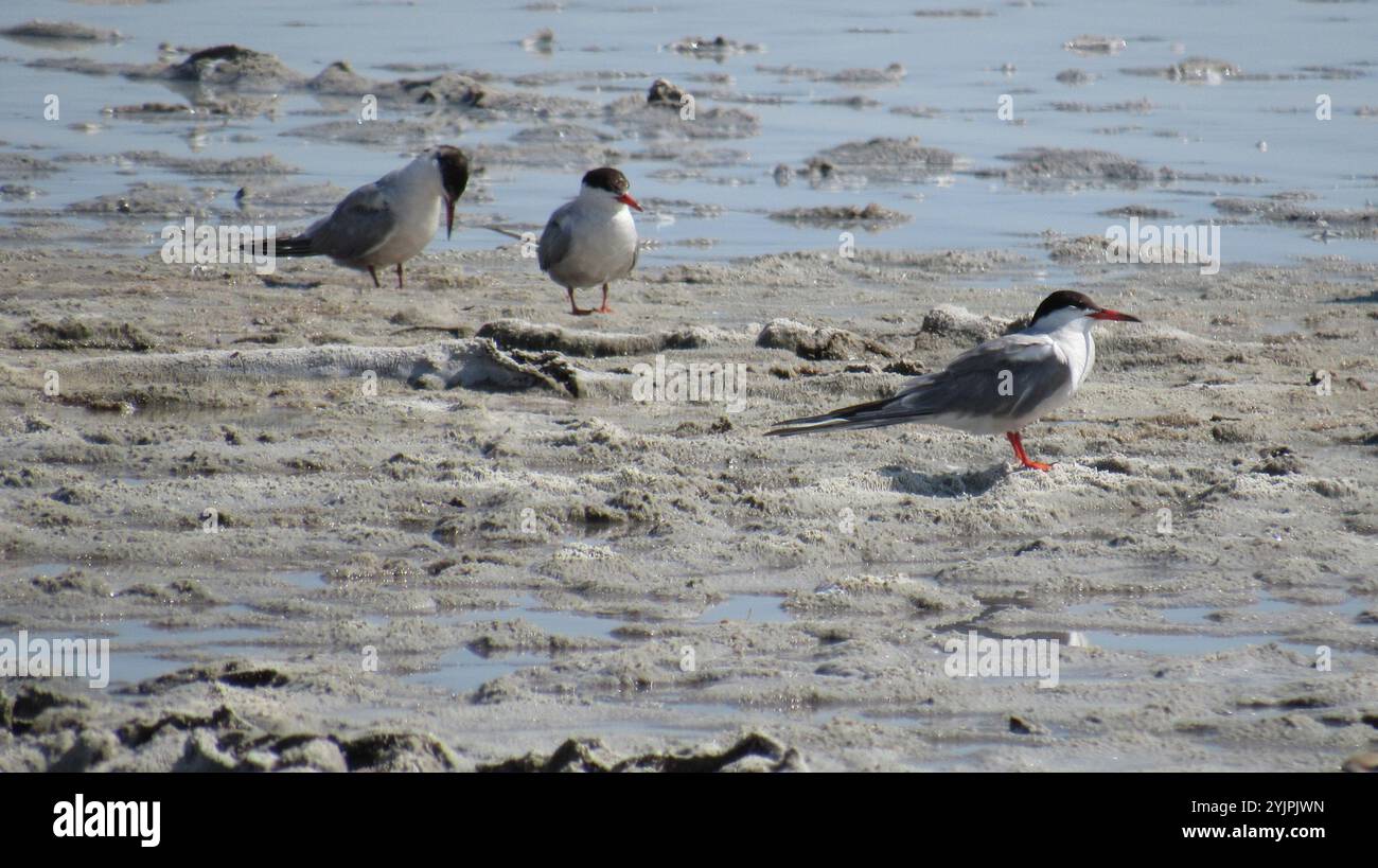 Common Tern (Sterna hirundo Stock Photo - Alamy