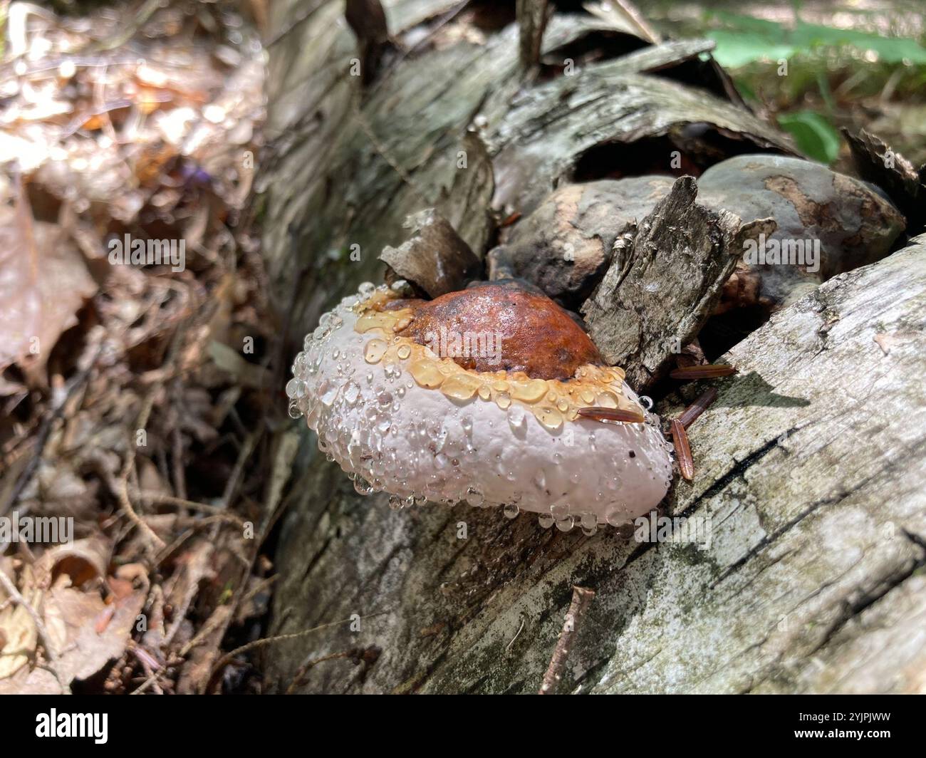 Northern Red Belt (Fomitopsis mounceae Stock Photo - Alamy