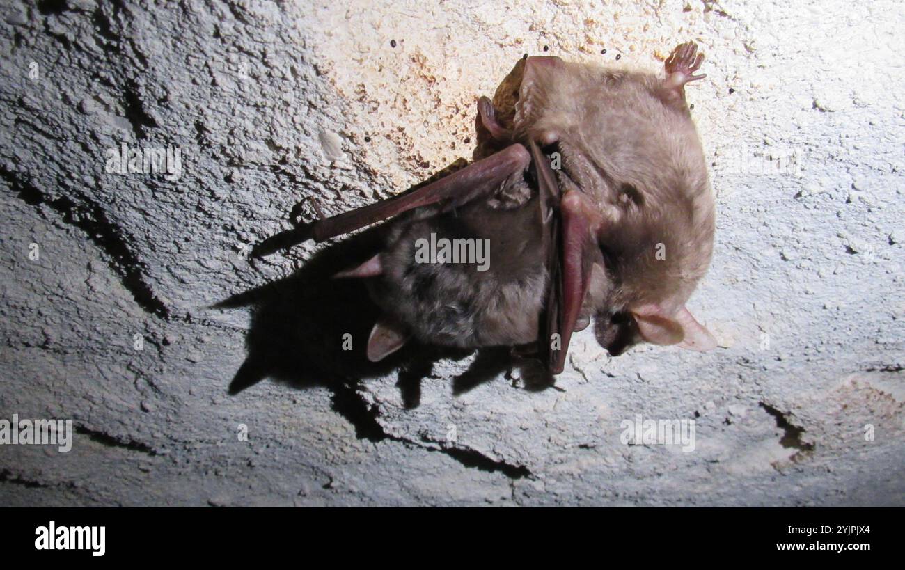 Lesser mouse-eared bat (Myotis blythii Stock Photo - Alamy