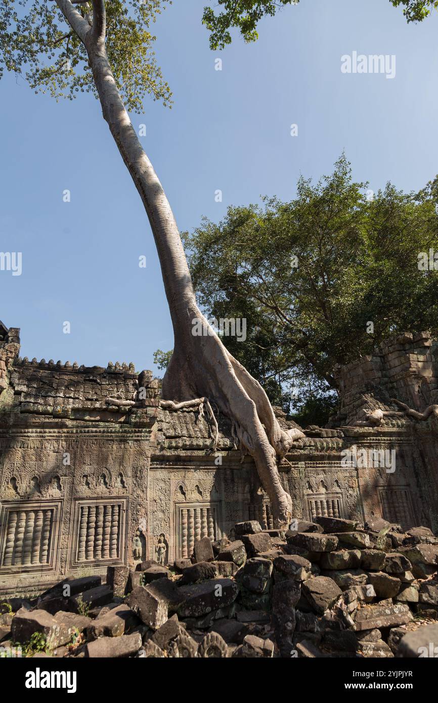 Angkor wat roots hi-res stock photography and images - Alamy