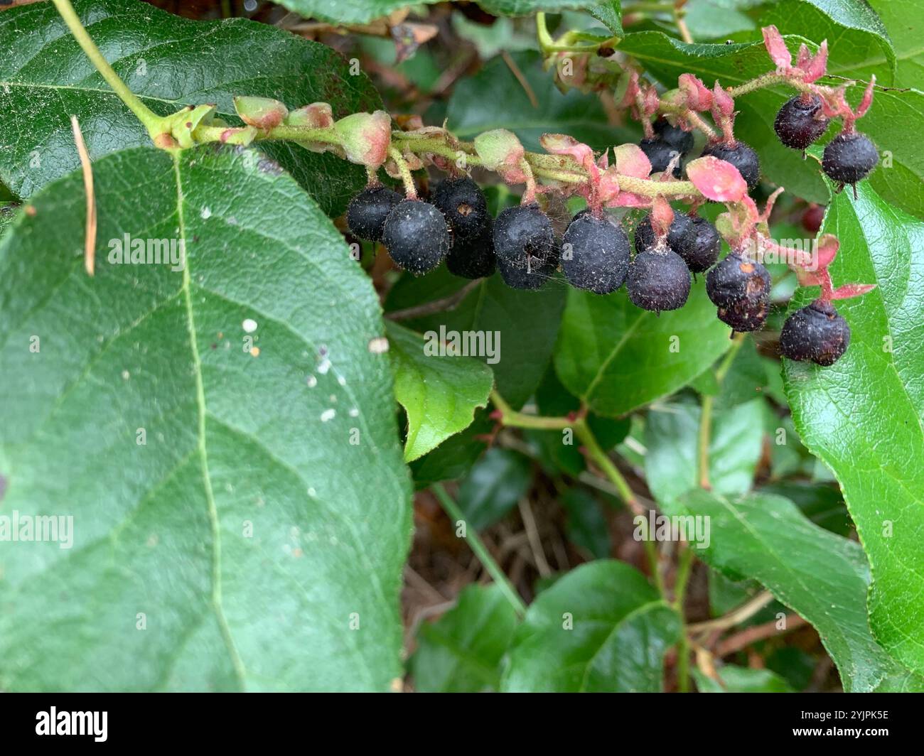 salal (Gaultheria shallon Stock Photo - Alamy