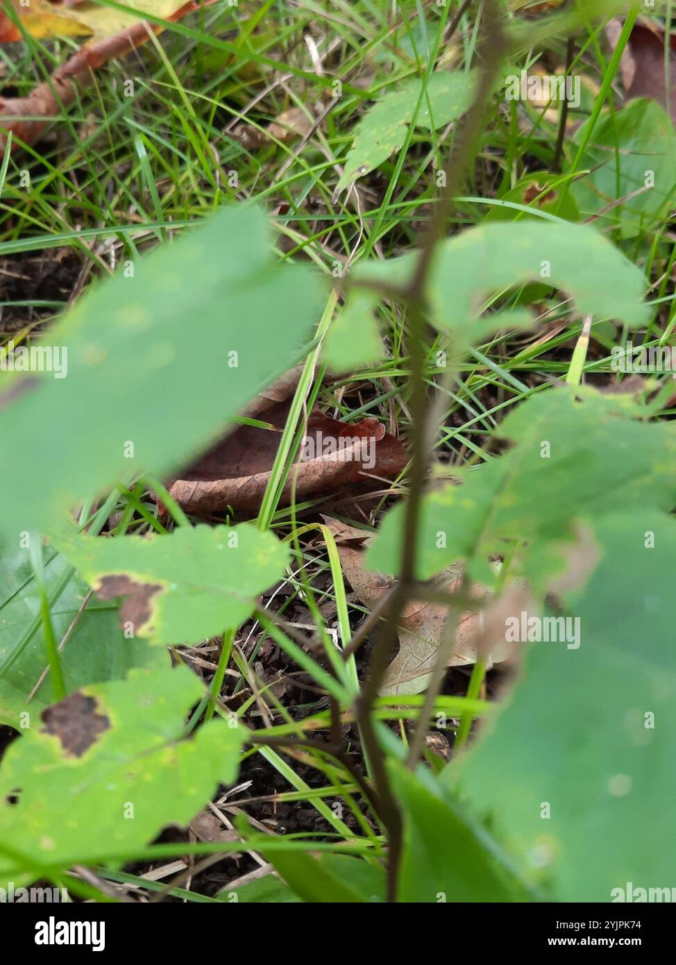 wood asters (Eurybia Stock Photo - Alamy