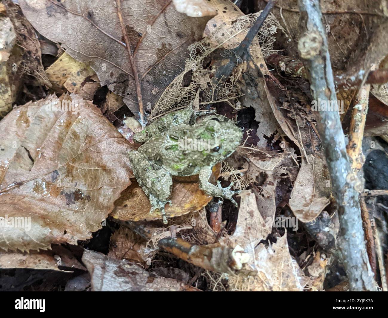 Northern Cricket Frog (Acris crepitans Stock Photo - Alamy