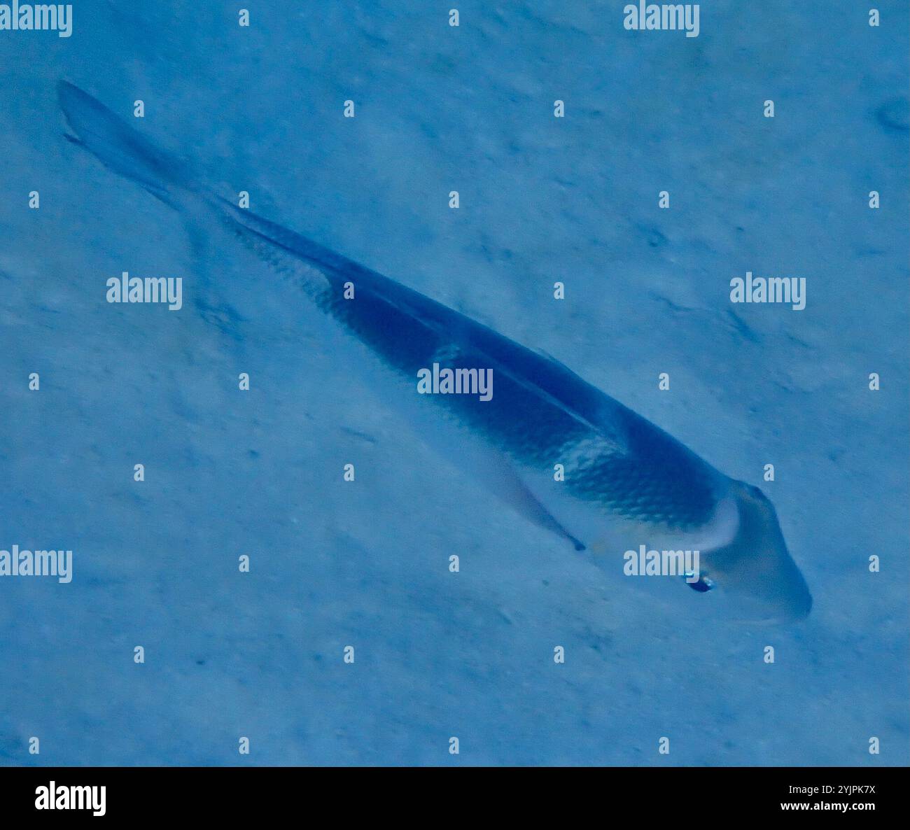 Humpnose Bigeye Bream (Monotaxis grandoculis Stock Photo - Alamy