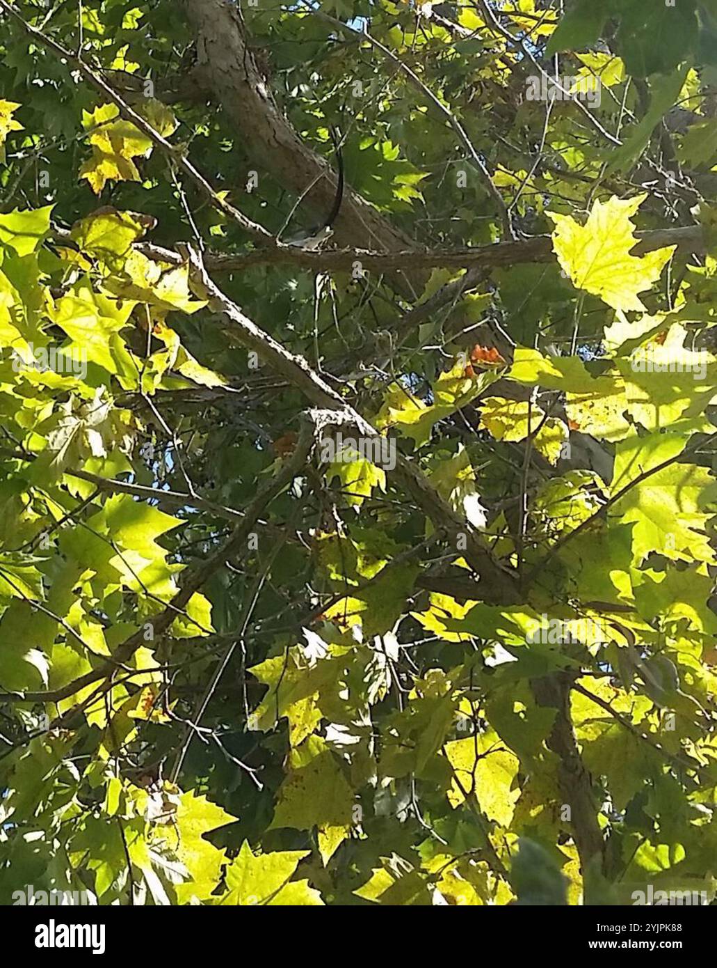 Pin-tailed Whydah (Vidua macroura Stock Photo - Alamy