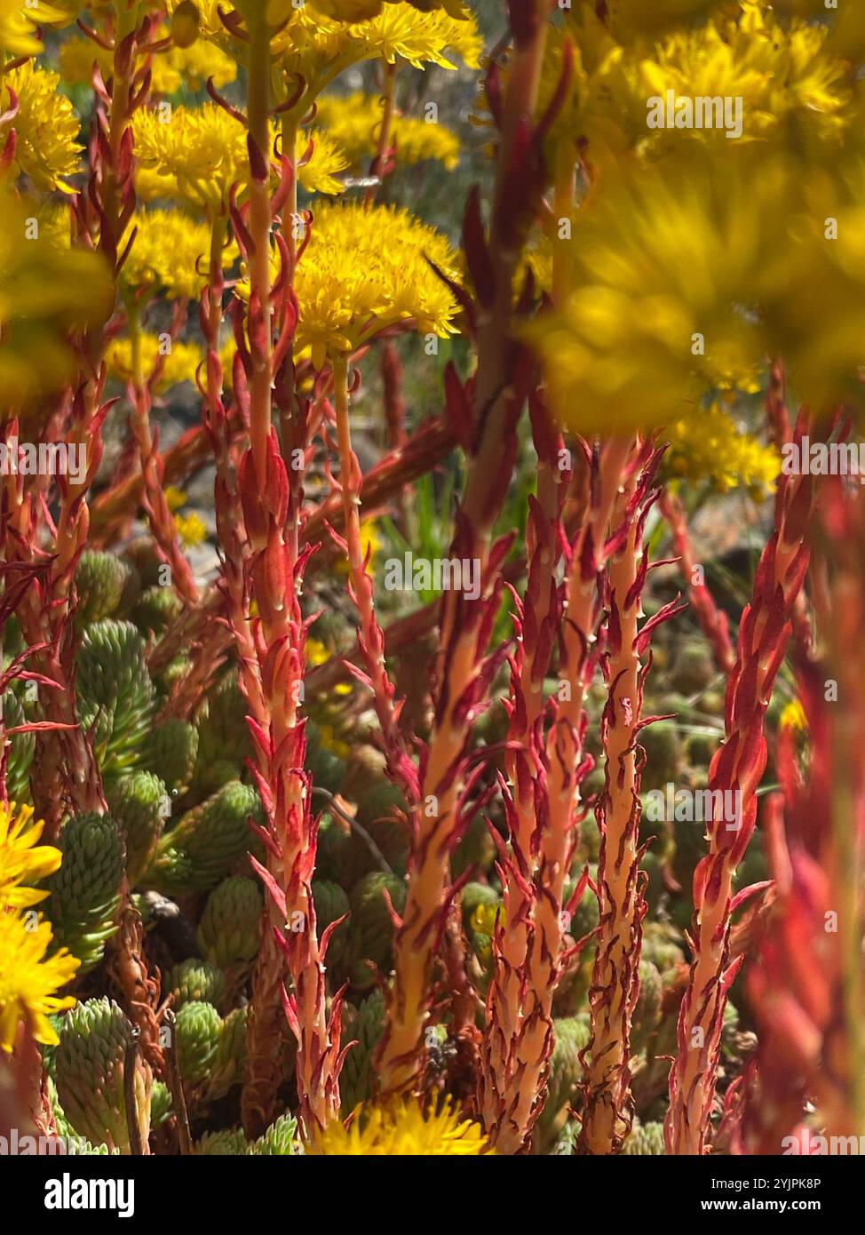 Rock Stonecrop (Petrosedum forsterianum Stock Photo - Alamy