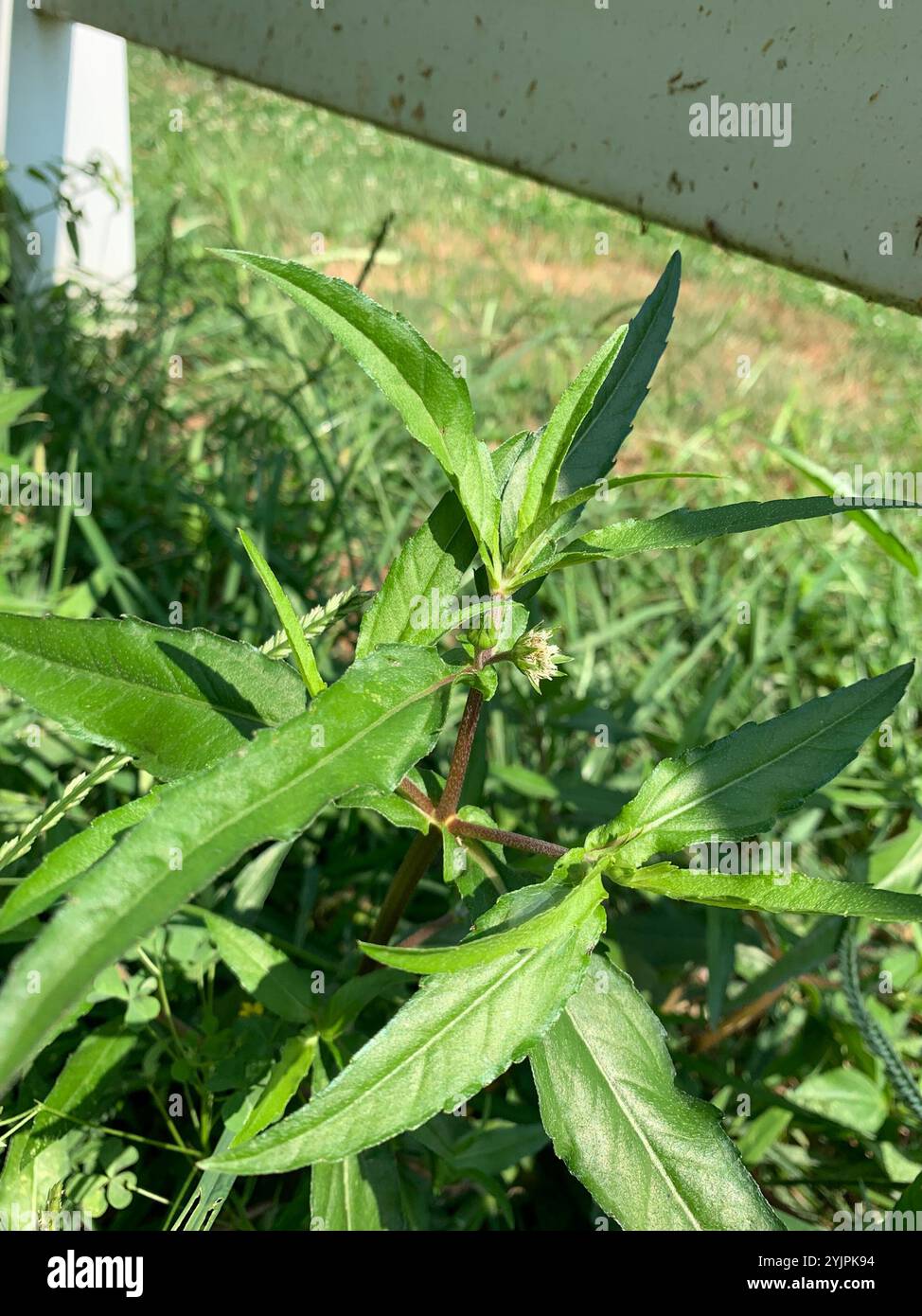 false daisy (Eclipta prostrata Stock Photo - Alamy